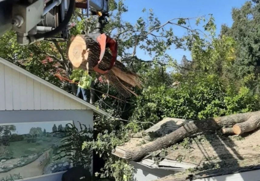 Tree Trimming | Tree Removal | Emergency Tree Service Rochester NY