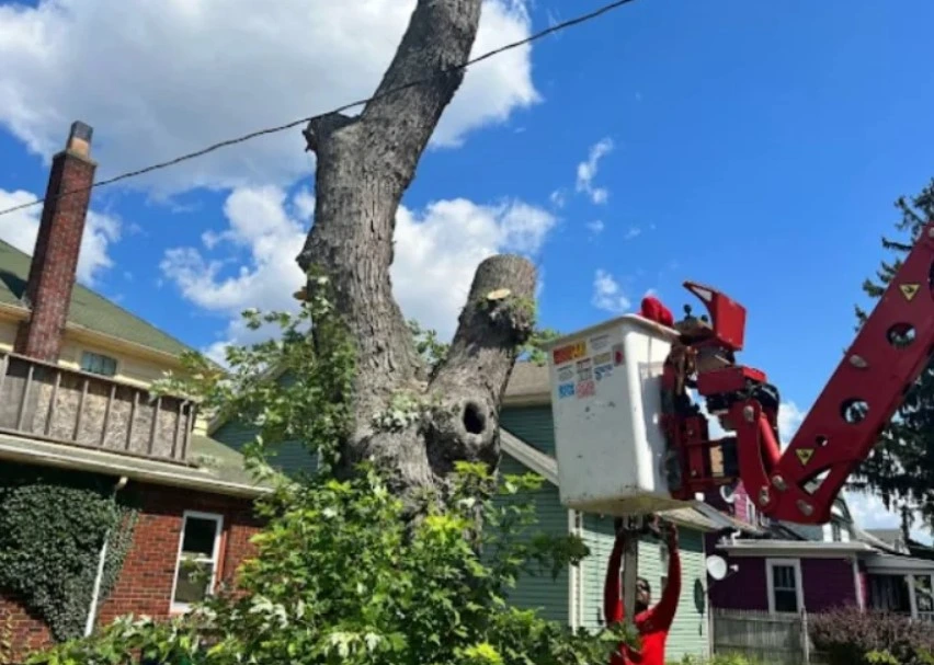 Tree Trimming | Tree Removal | Emergency Tree Service Rochester NY